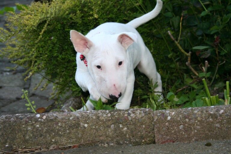 Puppy Parties Shires vets (less than 16 weeks) – Dog training Stafford ...